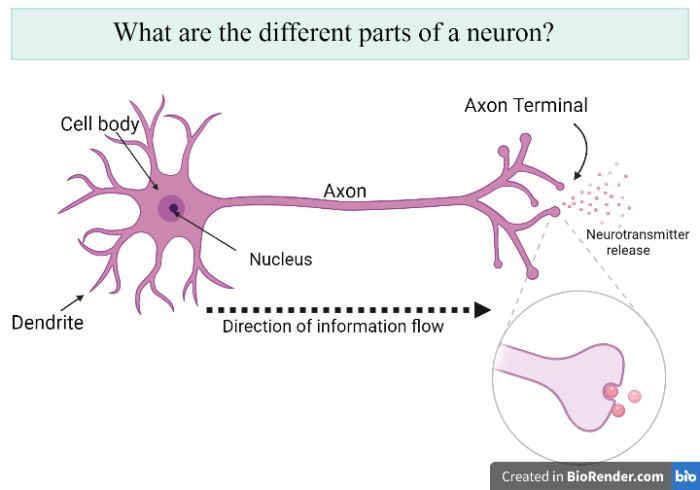 All About Neurons – TESS Research Foundation