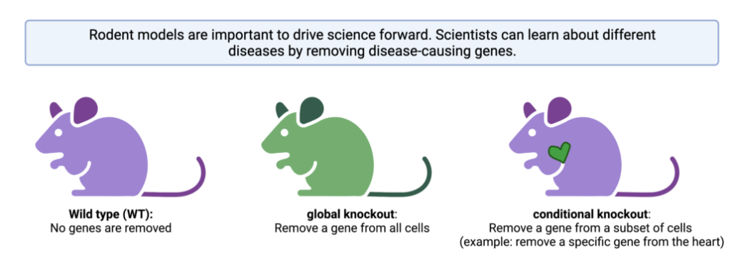 What Are Common Research Models? – TESS Research Foundation