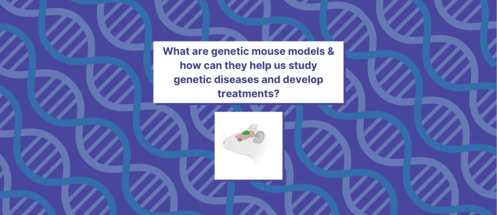 What are genetic mouse models and how can they help us study genetic ...