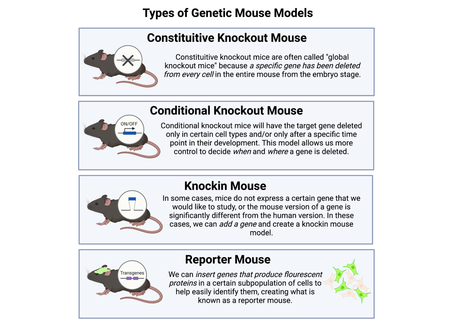 What are genetic mouse models and how can they help us study genetic ...
