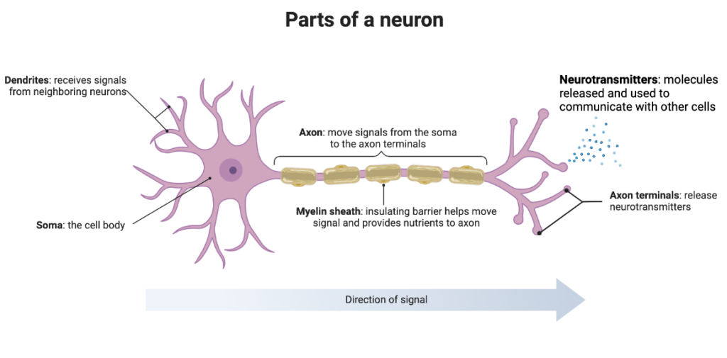 Anti-Seizure Medications Explained – TESS Research Foundation